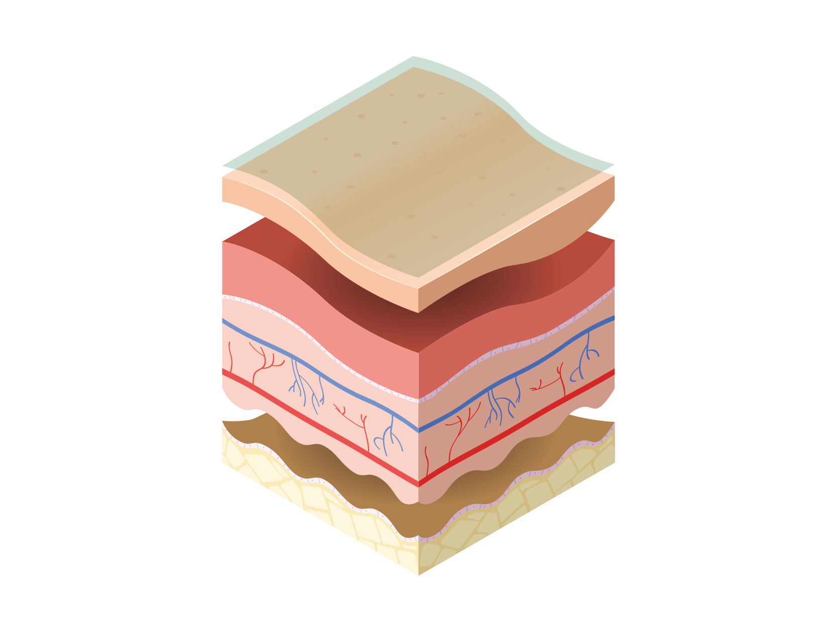 Understanding your skin's protective barrier - Eltean Group